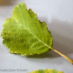 Why Leaves Change Color - Playdough To Plato