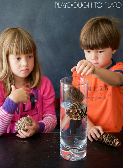 Pine Cone Science - Playdough To Plato