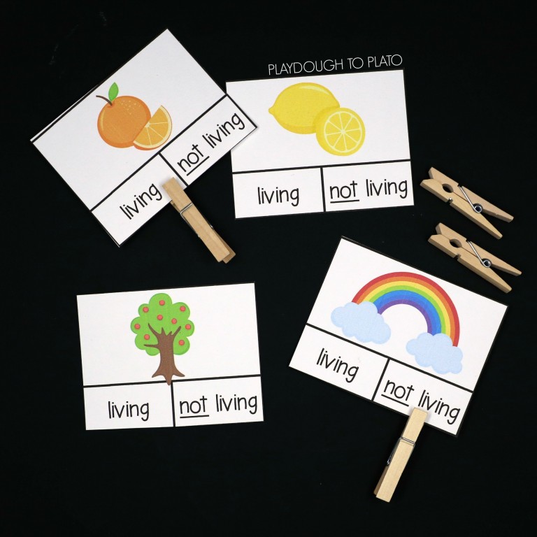 11 Plant Life Cycle Activities - Playdough To Plato
