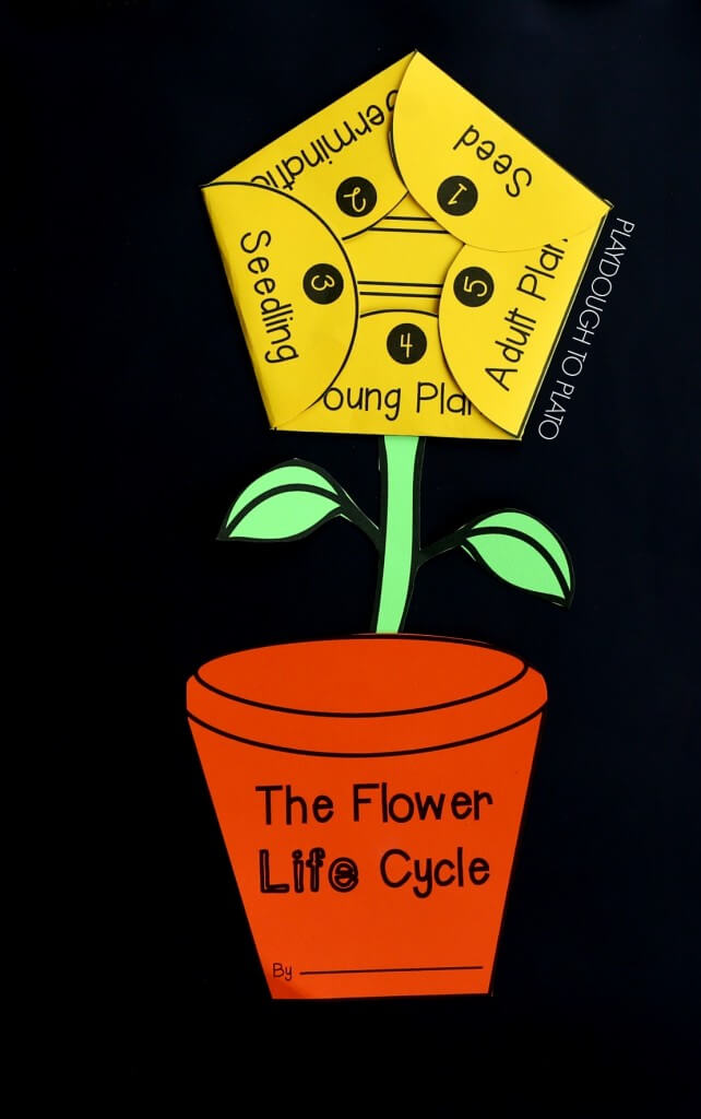 11 Plant Life Cycle Activities Playdough To Plato