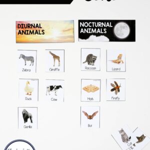 Bat Animal Study - Playdough To Plato