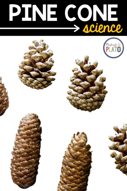 Pine Cone Science - Playdough To Plato